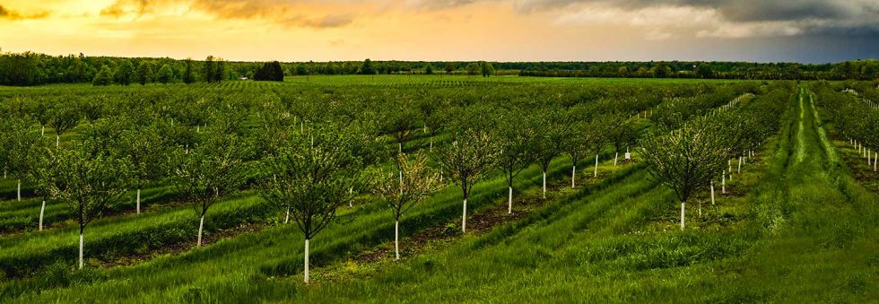 Minnesota Landscape Arboretum: Introducing Triumph™ Apple Tree ...